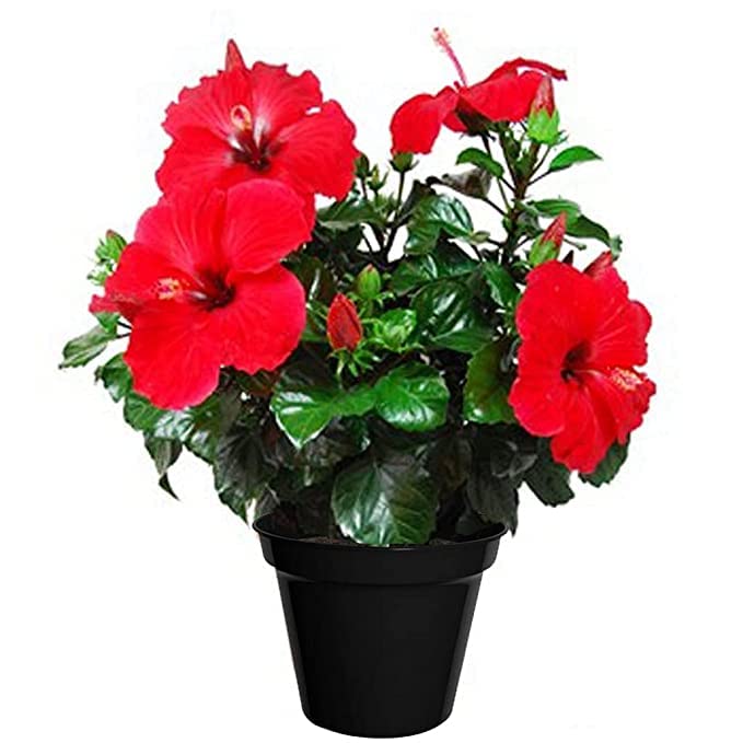 EverSneh Real Live Red Hibiscus/gudhal Live Flower Plant with Pot ...