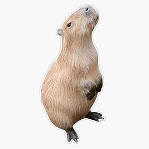 Amazon.com: Capybara Standing Sticker Bumper Sticker Vinyl Decal 5 ...