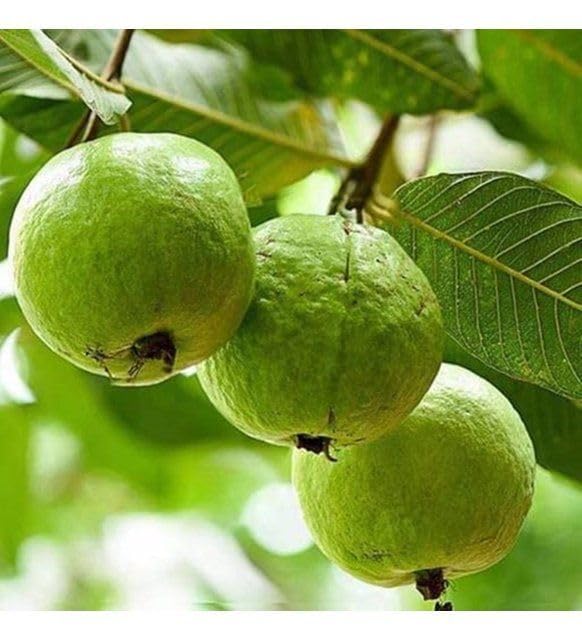 Eco Bloom Rare Real Amrud Live Plant,Fruit Tree, Guava small Live Plant ...