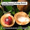 Hug A Plant | Nutmeg/Jaathi (Seedling) (Myristica fragrans) Fruit ...