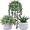 Amazon.com: Winlyn 3 Pcs Assorted Small Potted Succulent Plants ...