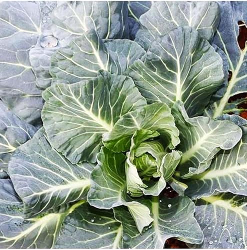 Amazon.com : Champion Collard Seeds - Blue-Green Cabbage-Like Delicious ...