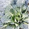 Amazon.com : Morris Heading Collard Seeds - Blue-Green Cabbage-Like ...