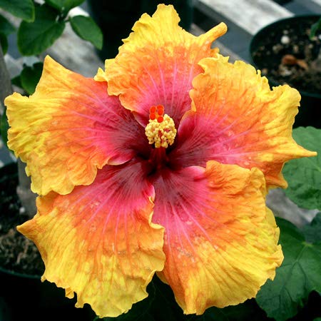 Florona Rare Chemparathi Plant Exotic Hibiscus 'Yellow pink red ' 1 ...