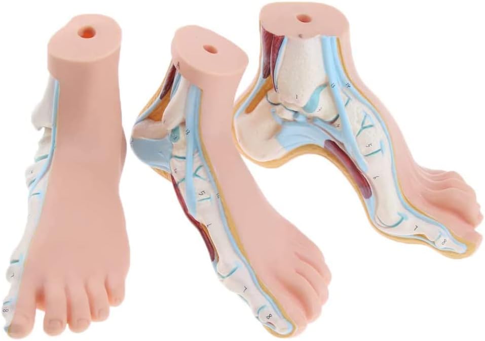 Modelo de anatomia, modelo educacional, modelo de anatomia do pé ...