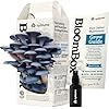 Amazon.com : BloomBox Blue Oyster Mushroom Grow Kit – Ready to Fruit ...