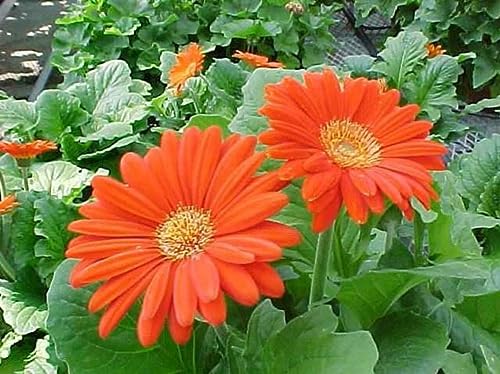 Barberton daisy - How to grow & care