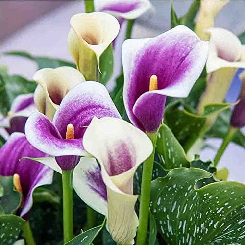 Bulbos de Calas en Leroy Merlin: Todo lo que necesitas saber - Mi Hogar