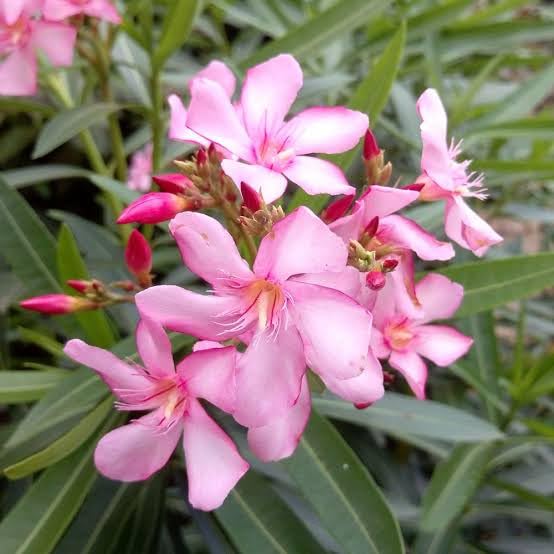 BISWAS PLANTS HOUSE ' Pink korobi/Oleander Flower Live Healthy Plant ...