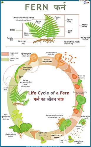 Buy Fern Chart Book Online at Low Prices in India | Fern Chart Reviews ...