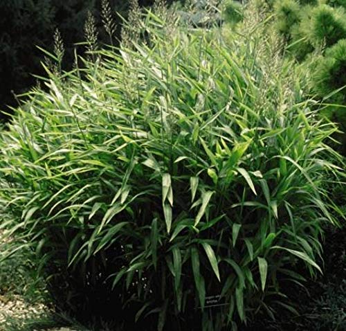 Synergy Bamboo Grass,Slender Tuft Grass, Bamboo Grass, Baby Panda ...