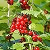 Amazon.com : Red Currant Bush Plant, Currant Fruit Starter Plant 1 Year ...