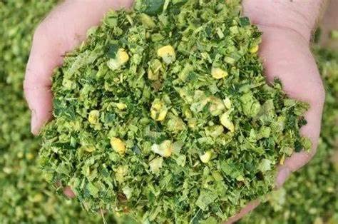 C Grade Organic Corn Silage 50 KG (Pack of 1) : Amazon.in: Health ...