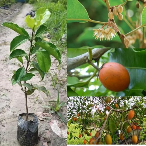 Green view"bakul plant/bullet wood " Grafted hybrid fruit plant - 1 ...