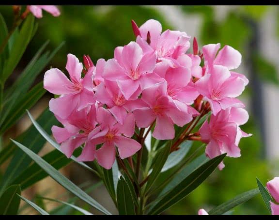 Balbasaur Rare Oleander Flower Plant Kaner, Lite Pink Arali,Nerium ...
