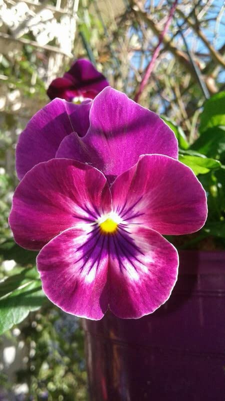 RADHA KRISHNA AGRICULTURE® Pansy double flower seeds for Your Garden ...