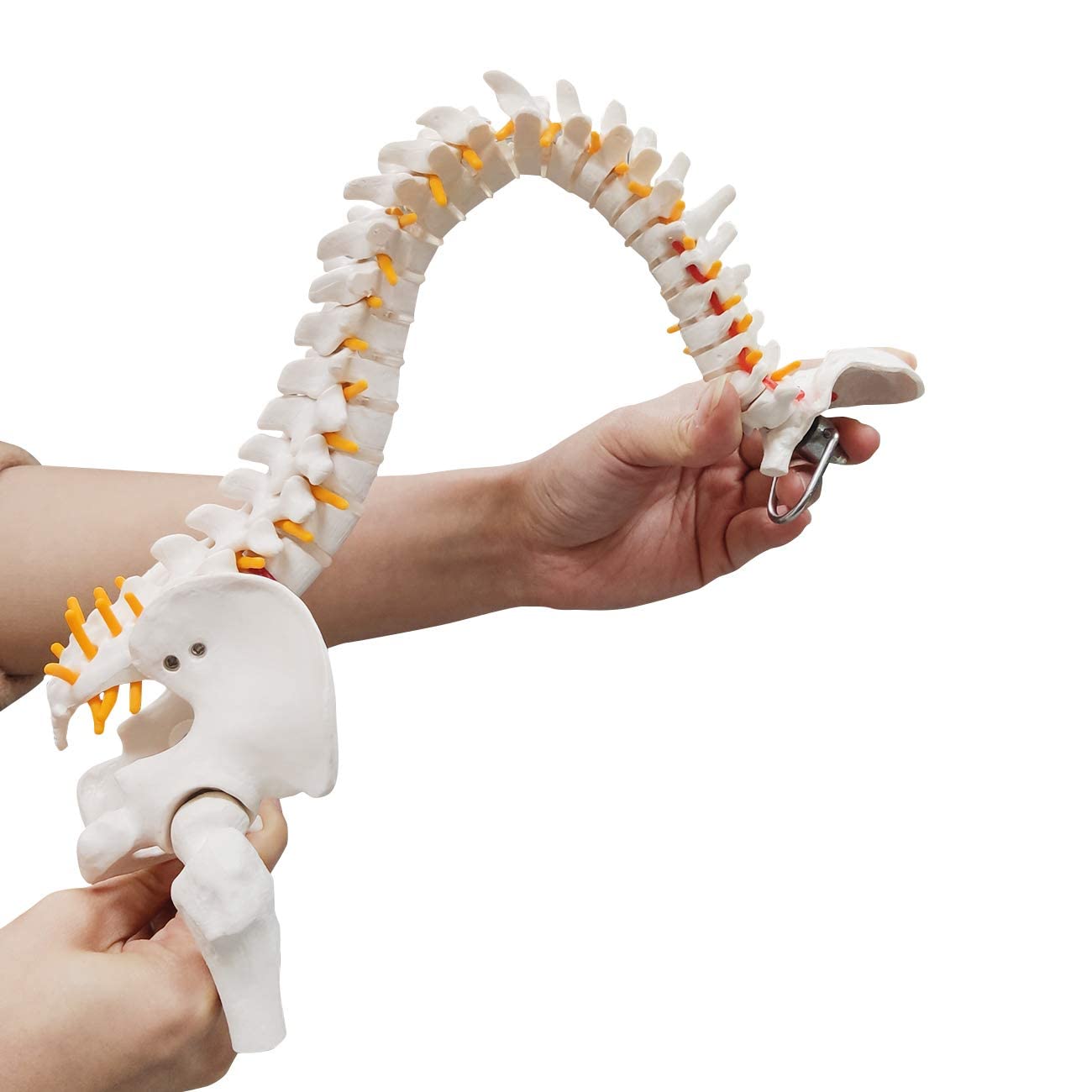 Myaskro 15 5 Mini Human Spine Model Bendable Spinal Cord | Desertcart ...