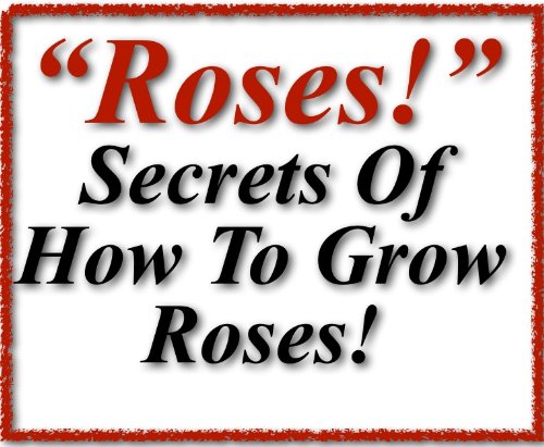 Rose | About Roses | How To Grow Roses | Plants | How Do You Grow ...