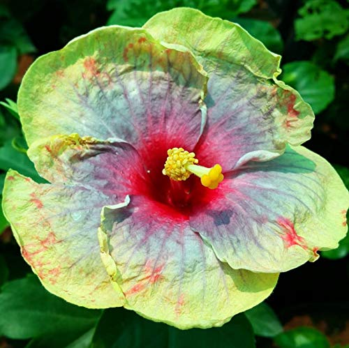 11% OFF on Indian Gardens - Hibiscus Hybrid Dwarf grafted - colour ...