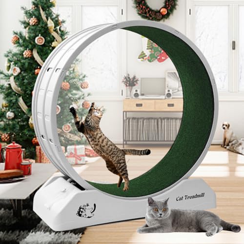 10 Best Cat Exercise Wheels | 2024
