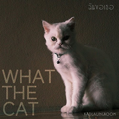 Amazon.com: ฉันขอเธอ : What the Cat: Digital Music
