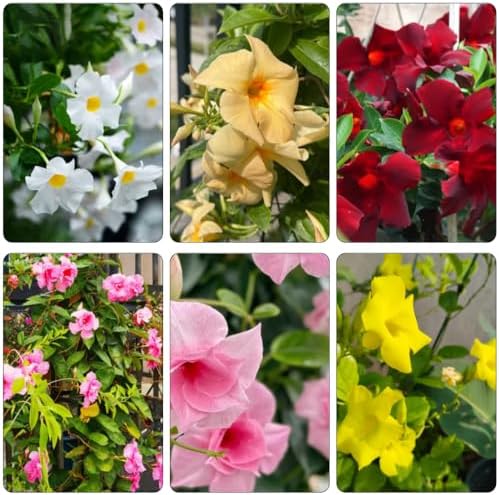 Mandevilla Dipladenia - kräuterpflanzen balkon garten indoor garten ...