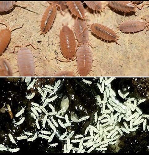 300 Live Large Springtails Colony 35ct Powder Orange Isopods T ...