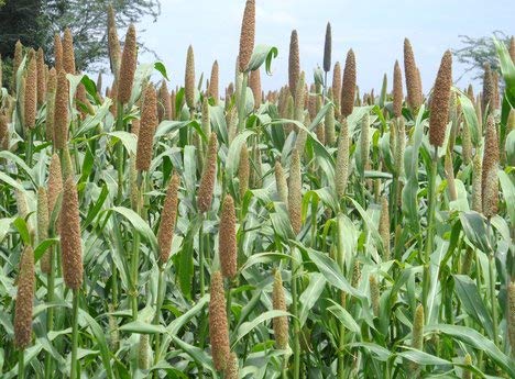 Gajama Pearl Millet -Kambu -Fodder Grass seeds -900gms : Amazon.in ...