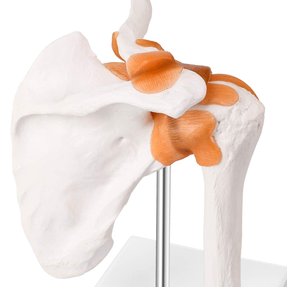 Snapklik.com : Shoulder Joint Model, Study Model, Ligament Skeletal ...