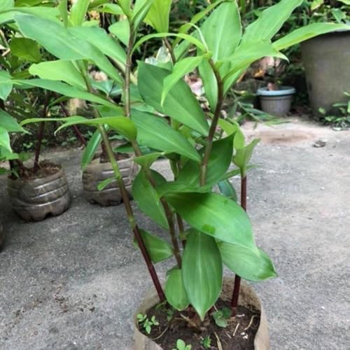 Costus Igneus Live Insulin Medicinal Herb Plant for Garden or Home Use ...