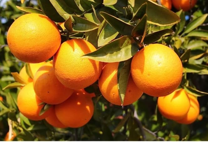 Vietnam malta Mosambi All Time Variety Grafted Fruit Live Plants & Tree ...