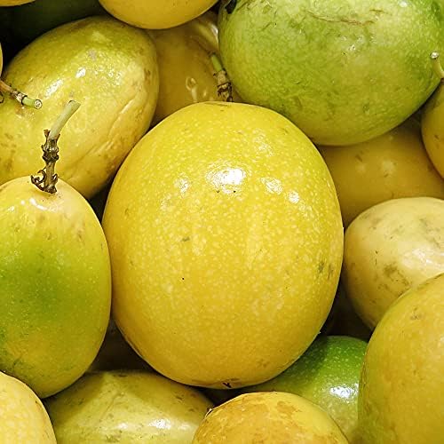 Amazon.co.jp: Passion Fruit Golden Giant 3.5 inches (9 cm) Pot [Fruit ...