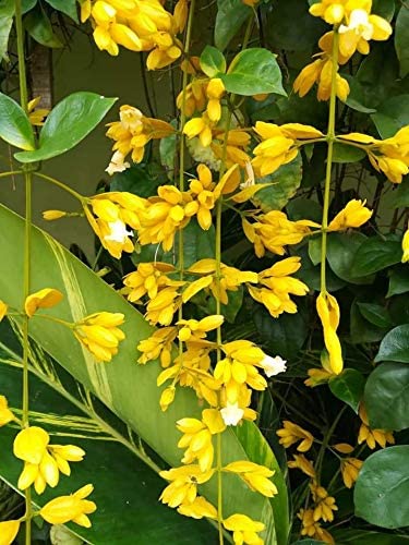 Al Falah Gardens Golden cascade live plant : Amazon.in: Garden & Outdoors