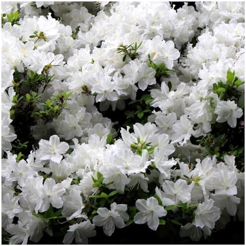 1 X Azalea 'Geisha White' Japanese Evergreen Shrub Hardy Plant in Pot ...