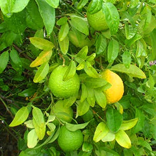 Modern Plants Live "Sharbati" Nimbu/Lemon Juicy Fruit Plant With Pot ...