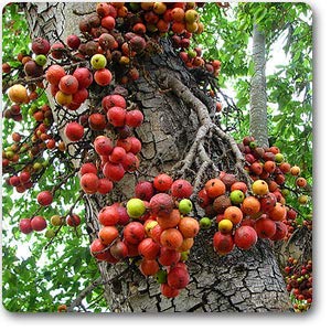 Creative Farmer Climber Live Plant Goolar, Umber - Herbal Gular/Cluster ...