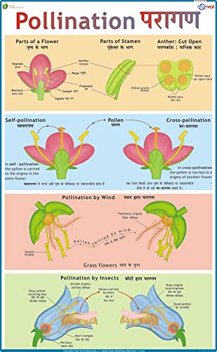 Pollination Diagram