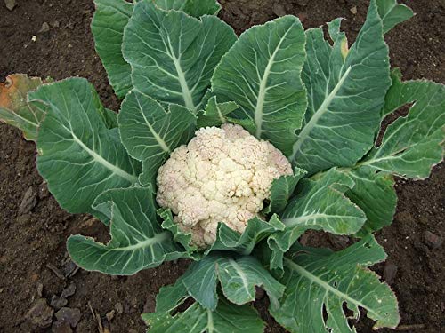 Buy Plant House Live Cauliflower - Phool Gobhi Vegetable Plant with Pot ...