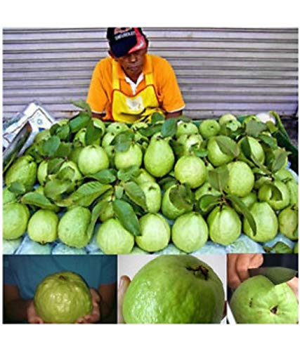 Creative Farmer Live Plant Gauva Fruit Koyya Palam Plant All Season ...