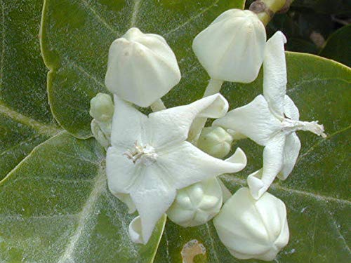 KAROLANE® Swetharka Madaar Crown Ekkada Gida Bili Ekka Ganpati Flower ...