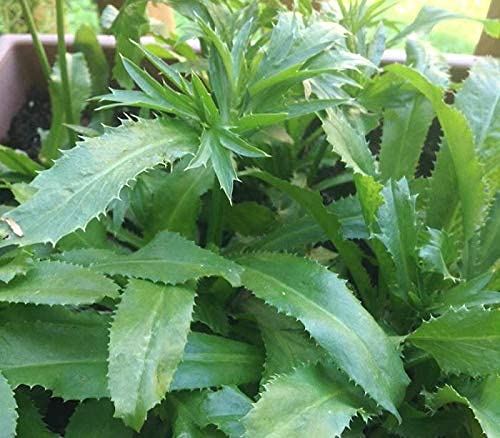 Buy GREEN LINE Long Coriander Wild Coriander Fitweed Culantro Mexican ...