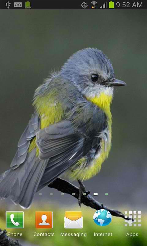 Cute Little Bird Live Wallpaper - App on Amazon Appstore