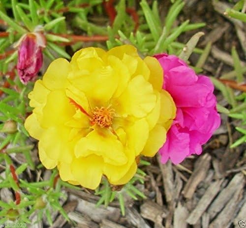 Amazon.com : PORTULACA Moss rose Double Yellow ~ 200 Seeds Great in ...