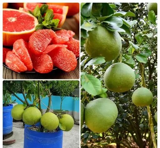 Cloud Farm Hybrid Grafted Red Pomelo Plant CF032507 : Amazon.in: Garden ...