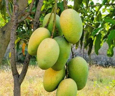 MITU Malda Fazli Variety Grafted Aam Fruit Live Plants & Tree Pack Off ...
