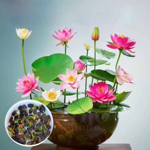 Lotus Samen winterhart (Nelumbo nucifera) - Indische Lotusblume Samen ...