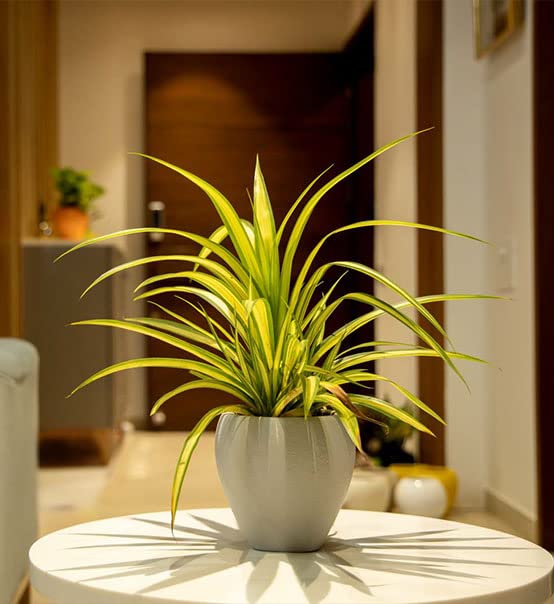 PLANTERS Table Top Pot for Home and Office Decor for Centre Table ...
