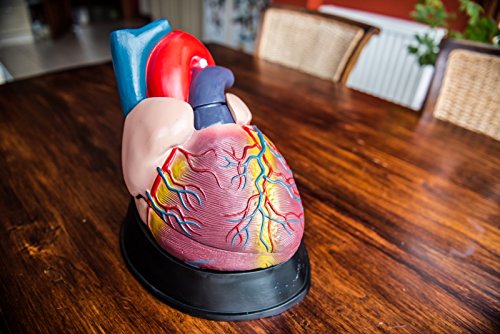 Amazon.com: Anatomical Chart Co. Budget Jumbo Heart Model Item #: CH3 ...