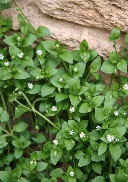 Live Bhringraj Herbal Plant, Eclipta Prostrata Alba False Daisy Plant ...