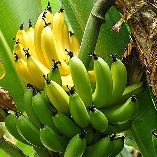 Sarika Nursery Grand Nine G9 Banana Fruit Plant Kela Tree : Amazon.in ...